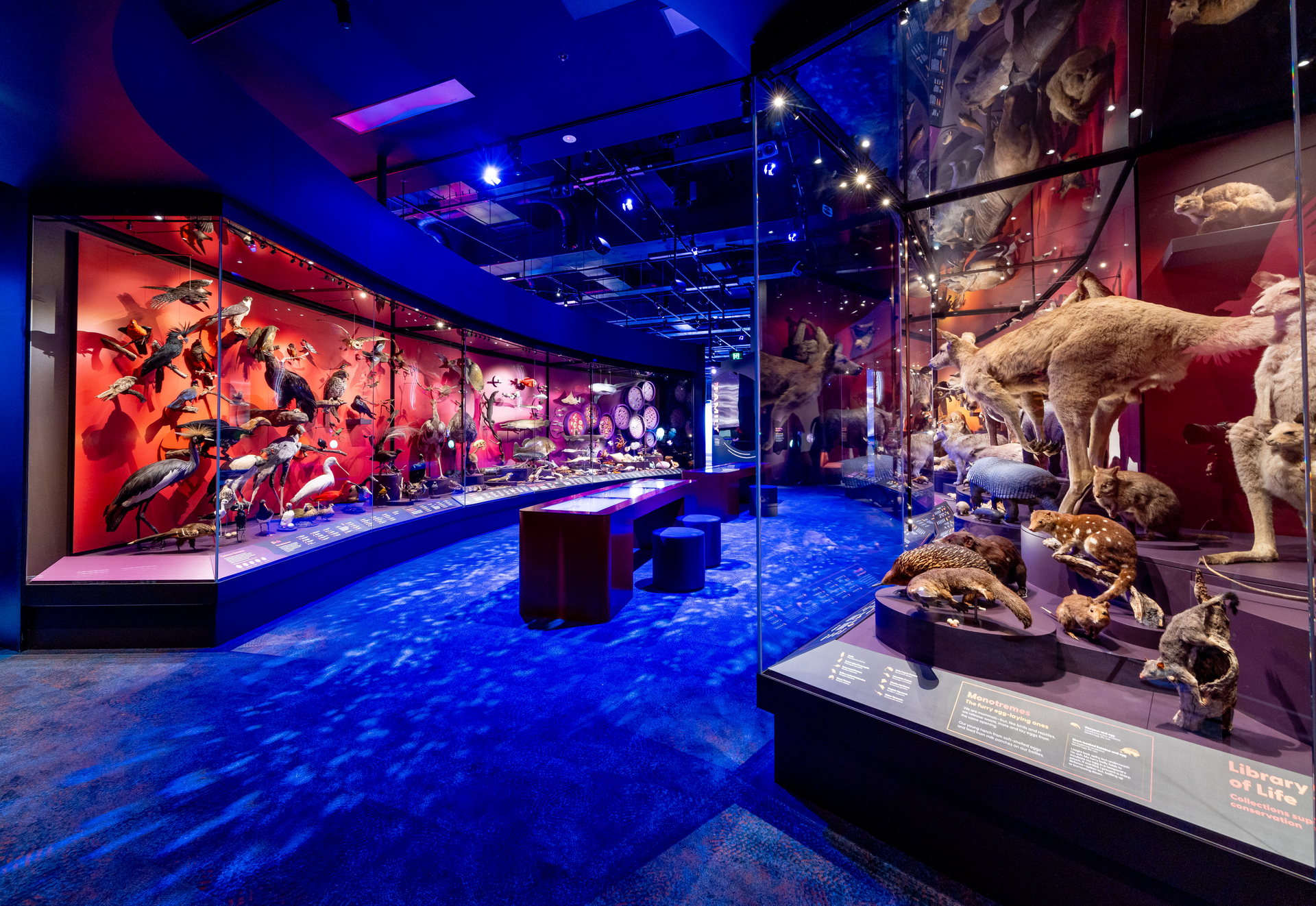 PROLIGHTS lights up Melbourne Museum's ‘Our Wondrous Planet' mult...